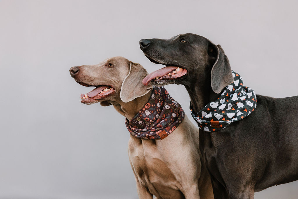Halloween – Pacific Hound