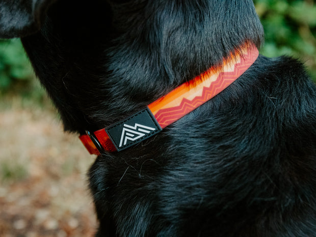 All Collars - Shop Dog Collars Online | Pacific Hound