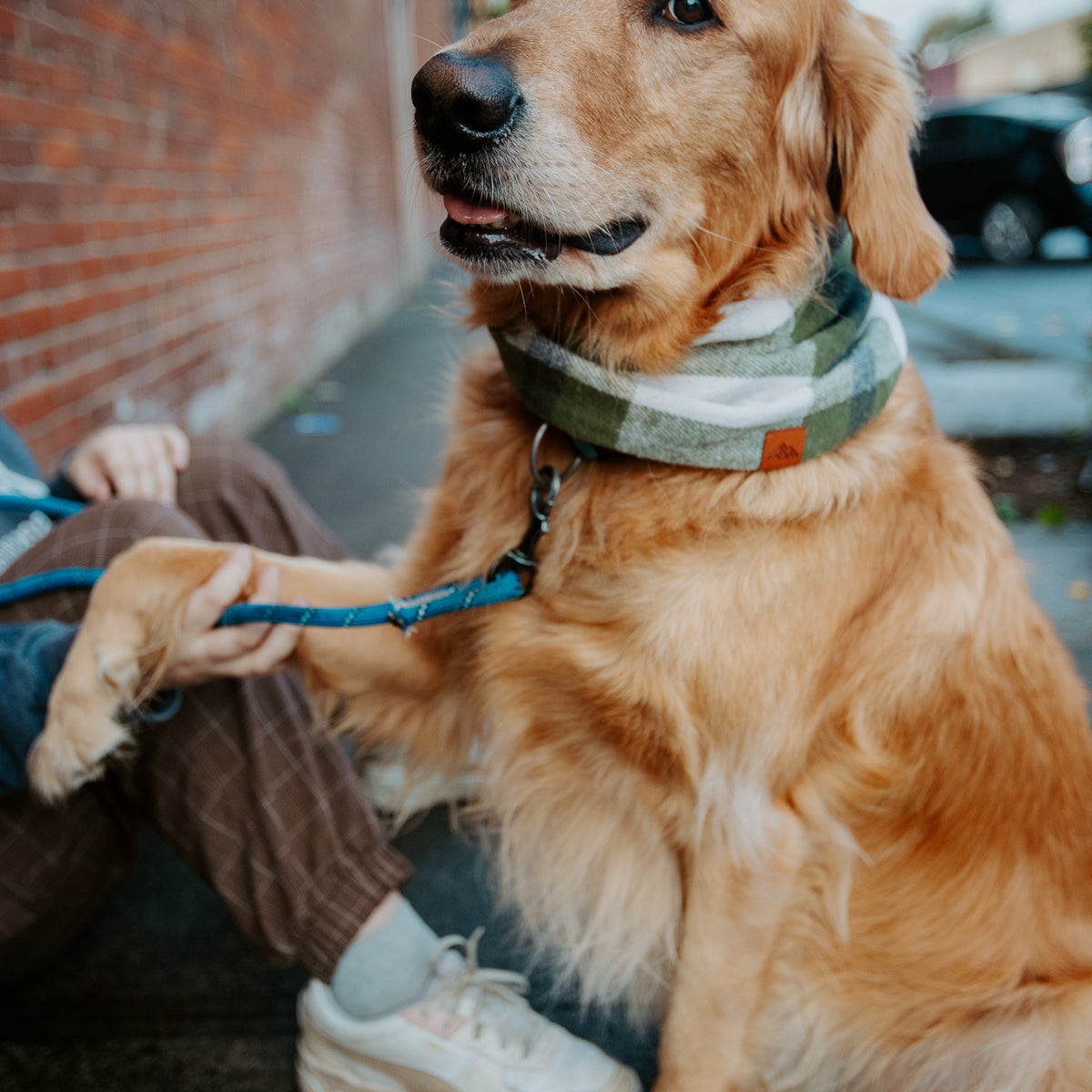 Juniper Dog Scarf - Holiday Infinity Scarves For Dogs – Pacific Hound