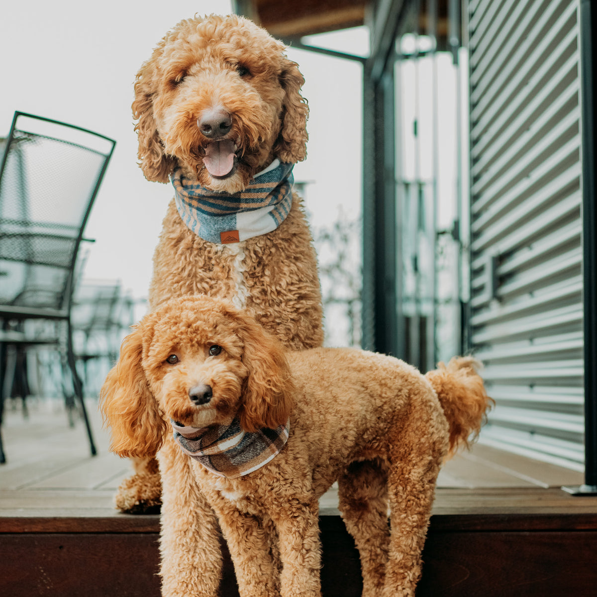 Luna Dog Scarf - Infinity Scarves For Dogs – Pacific Hound