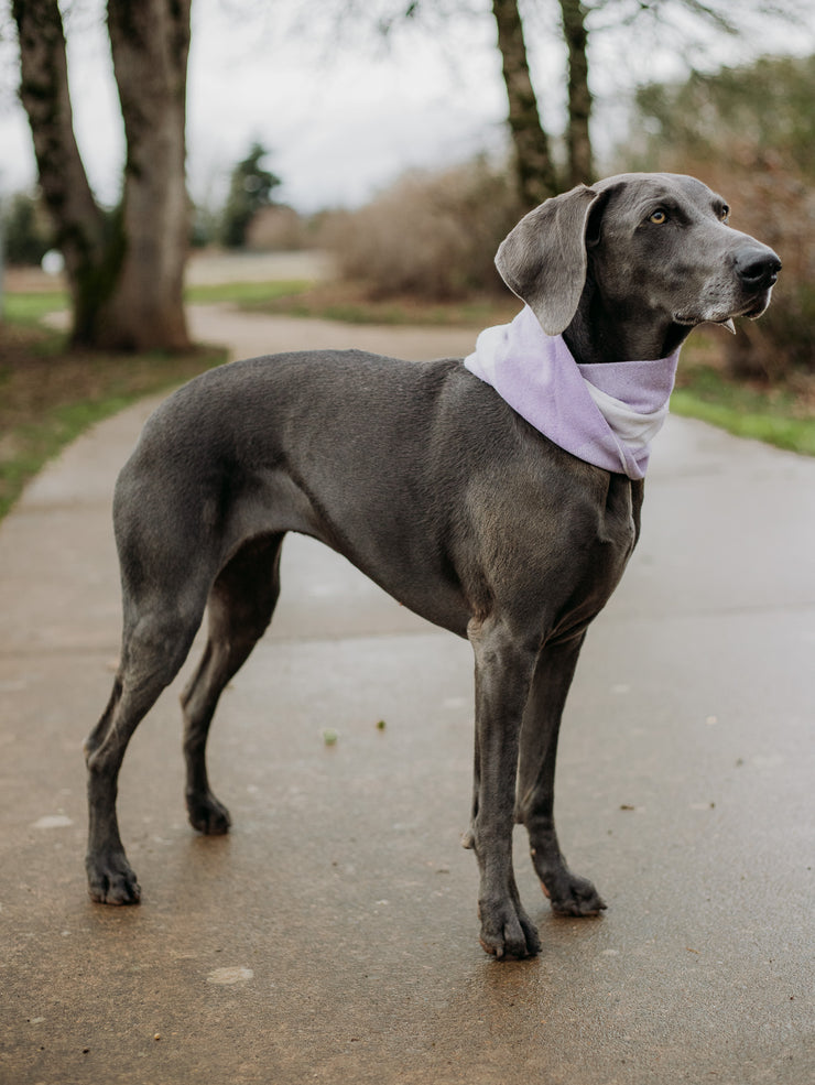 Customizable Infinity Dog Scarves - Browse Our Best-Sellers – Pacific Hound