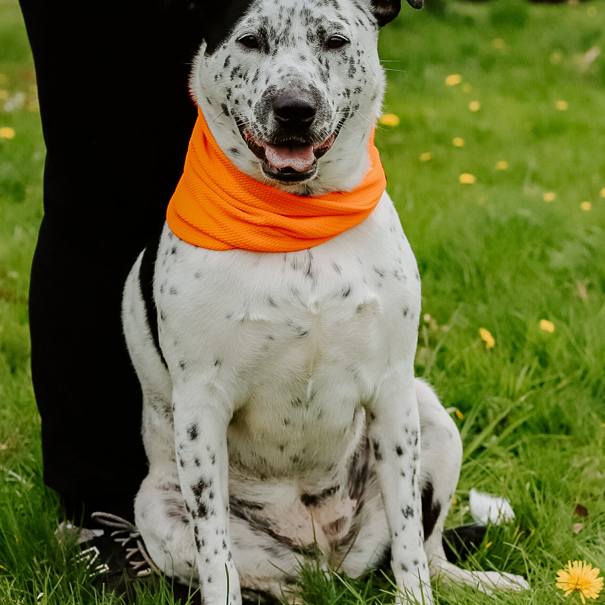 Tangerine Dog Scarf - Infinity Scarves For Dogs – Pacific Hound